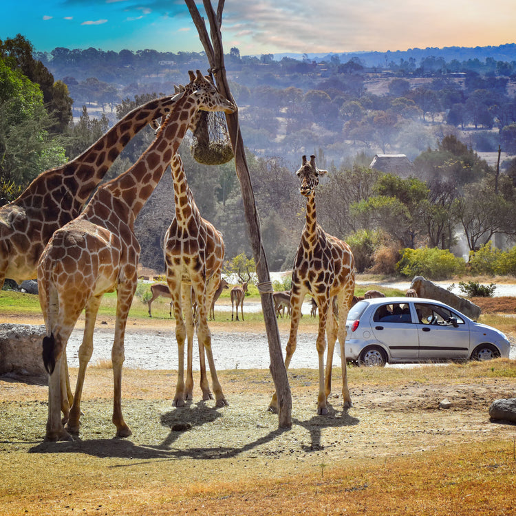 AFRICAM SAFARI BOLETOS – Africam Safari